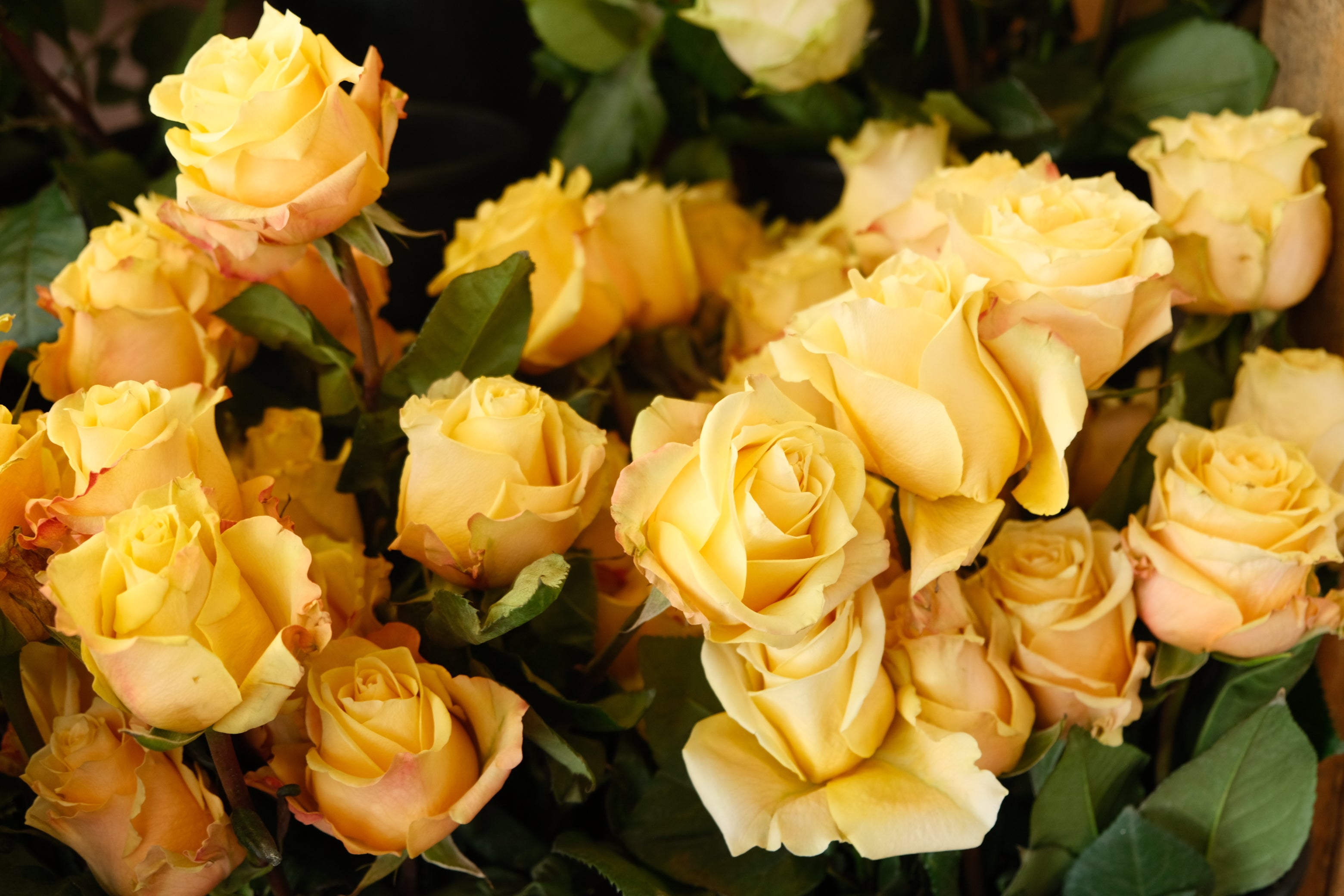 Roses – RILEY'S FLOWERS